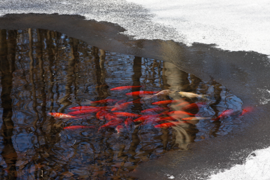 How to Keep Koi Safe in Winter | Platinum Ponds & Landscaping