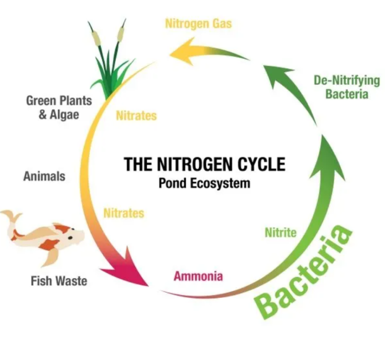 Better Understand Your Pond Filtration | Platinum Ponds & Landscaping
