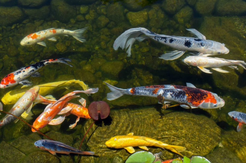 New Fish For Your Pond | Platinum Ponds & Landscaping