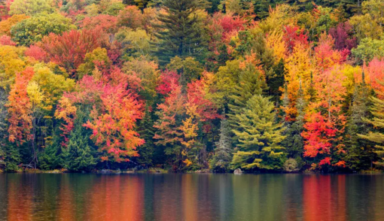 The Best Trees and Shrubs for Vibrant Fall Foliage in Michigan | Platinum Ponds & Landscaping